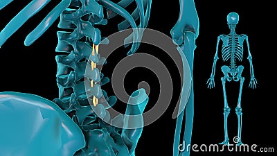 Set of Interspinales Lumborum - 3D Model Stock Video - Video of deltoid ...