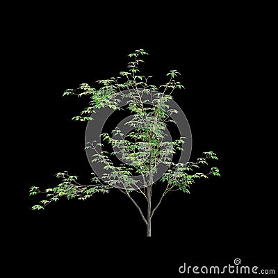 3d Illustration Of Acer Palmatum Tree Isolated On Black Background ...