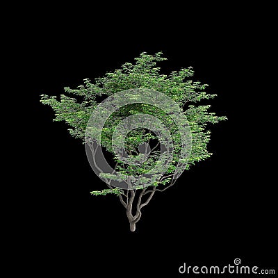 3d Illustration Of Acer Palmatum Tree Isolated On Black Background ...
