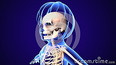 3d Illustration Of Baby Skeleton Anatomy Stock Photo | CartoonDealer ...