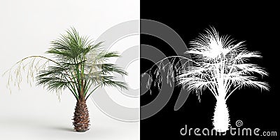 3d Illustration Of Brahea Armata Tree Isolated On White And Its Mask ...