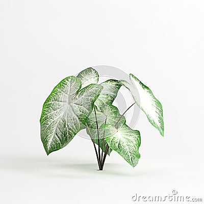 3d Illustration Of Caladium Aaron Isolated On White Background ...