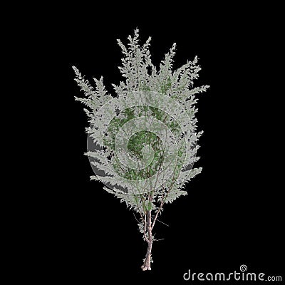 3d Illustration Of Casuarina Equisetifolia Tree Isolated On Black ...