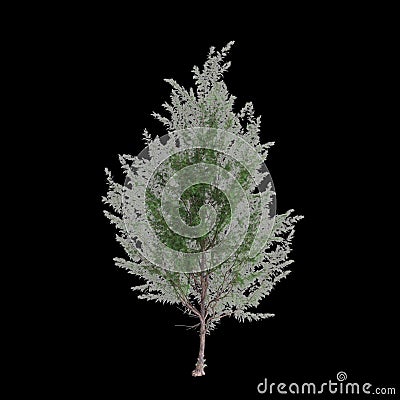 3d Illustration Of Casuarina Equisetifolia Tree Isolated On Black ...