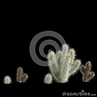 3d Illustration Of Cholla Luminance Bush Isolated On Black Background ...