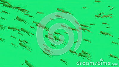 Featuring A Swarm Of Thousands Of Locusts Flying Into Frame On Green ...