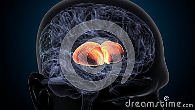 3d Illustration Of Human Brain Brain Putamen Anatomy. Royalty-Free ...