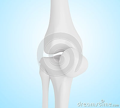 3d Illustration Of Human Knee Bones | CartoonDealer.com #104767720