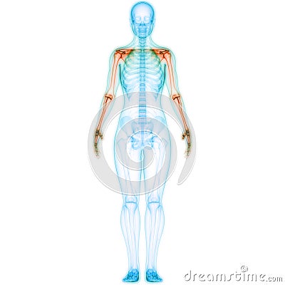 Human Skeleton System Upper Limbs Anatomy Stock Photo | CartoonDealer ...