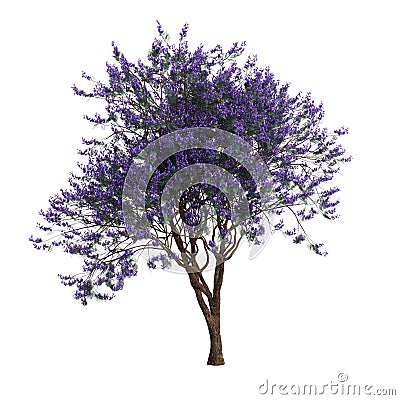 3d Illustration Of Jacaranda Mimosifolia Tree Isolated On White ...
