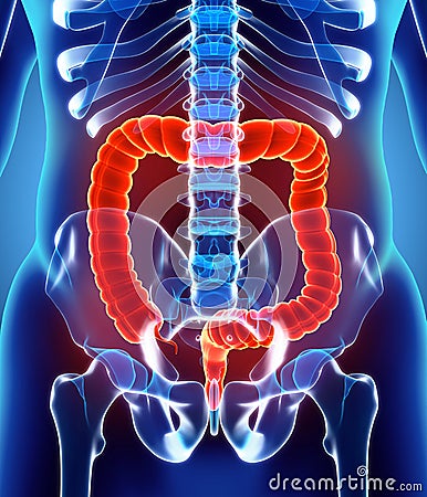 3D Illustration Of Large Intestine. Royalty-Free Cartoon ...