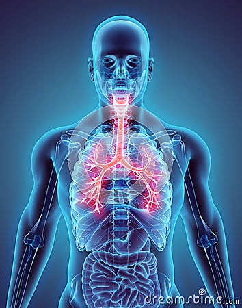3D Illustration Of Larynx Trachea Bronchi. Royalty-Free Cartoon ...