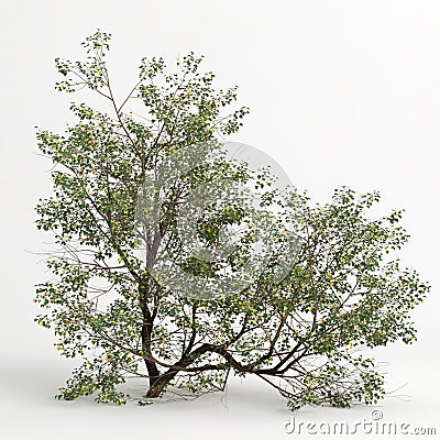 3d Illustration Of Populus Fremontii Tree Isolated On White Bachground ...