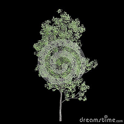 3d Illustration Of Populus Tremula Tree Isolated On Black Background ...