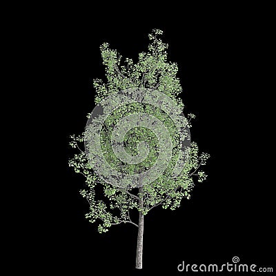 3d Illustration Of Populus Tremula Tree Isolated On Black Background ...