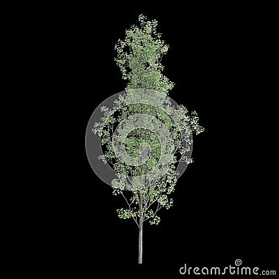3d Illustration Of Populus Tremula Tree Isolated On Black Background ...