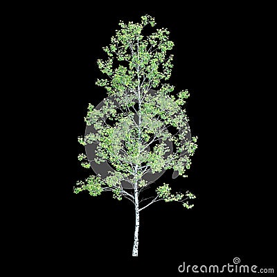 3d Illustration Of Populus Tremuloides Tree Isolated On Black ...