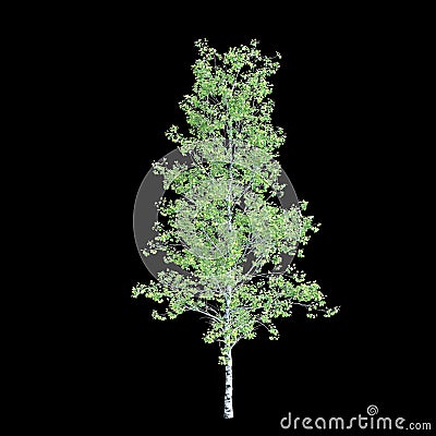 3d Illustration Of Populus Tremuloides Tree Isolated On Black ...