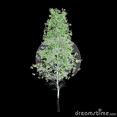 3d Illustration Of Populus Tremuloides Tree Isolated On Black ...