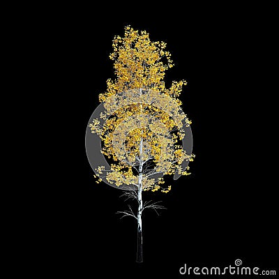3d Illustration Of Populus Tremuloides Tree Isolated On Black ...