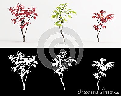 3d Illustration Of Set Acer Palmatum Tree Isolated On White And Its ...
