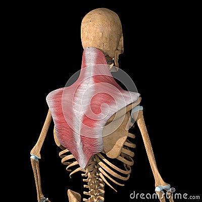 Human Trapezius Muscles On Skeleton Royalty-Free Cartoon ...