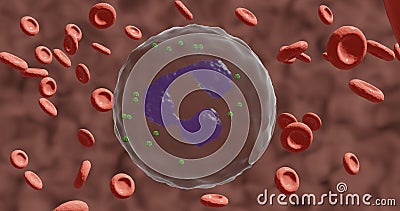 Granulocyte Among Red Blood Cells And Showing Granules In Its Cytoplasm ...