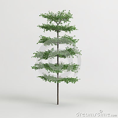 3d Illustration Of Terminalia Mantaly Tree Isolated On White Background ...