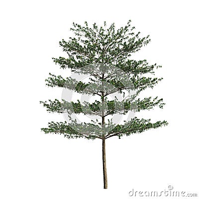 3d Illustration Of Terminalia Mantaly Tree Isolated On White Background ...