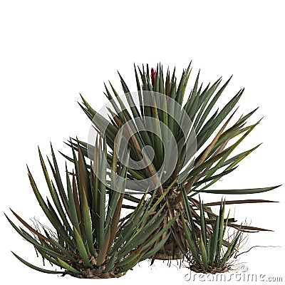 3d Illustration Of Yucca Baccata Bush Isolated On White Background ...