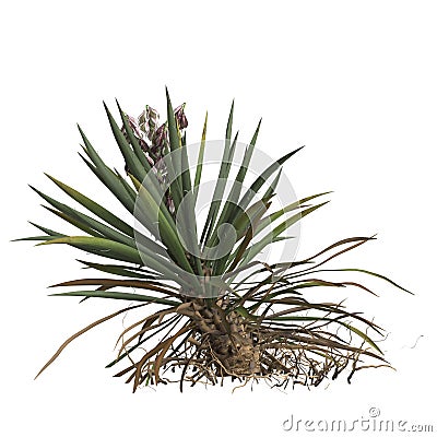 3d Illustration Of Yucca Baccata Bush Isolated On White Background ...