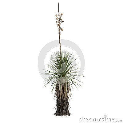 3d Illustration Of Yucca Elata Isolated On White Background Royalty ...