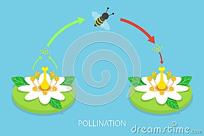3D Isometric Flat Vector Conceptual Illustration Of Pollination Process ...