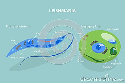 3D Isometric Flat Vector Conceptual Illustration Of Structure Of ...