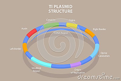 3D Isometric Flat Vector Conceptual Illustration Of Ti Plasmid ...
