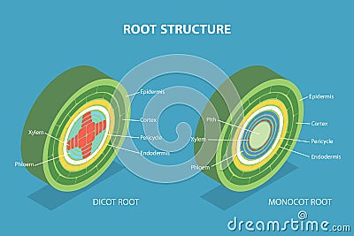 3D Isometric Flat Vector Illustration Of Root Structure | CartoonDealer ...