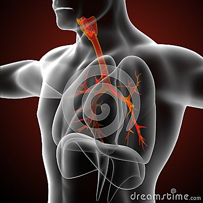 3D Medical Illustration Of The Male Bronchi | CartoonDealer.com #47722429