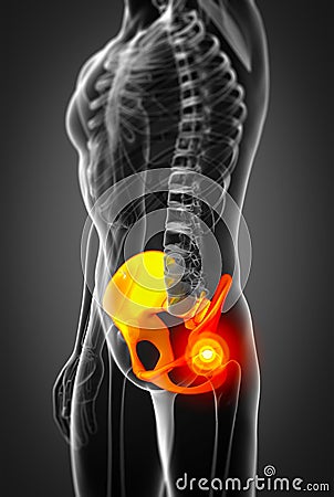 3D Medical Illustration Of The Pelvis Bone | CartoonDealer.com #220466430