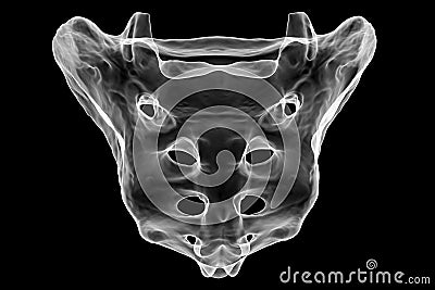 A 3D Medical Illustration Of The Sacrum Bone | CartoonDealer.com #273966907