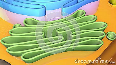 Animal Cell - Golgi Apparatus Stock Footage - Video of biology, biopsy ...