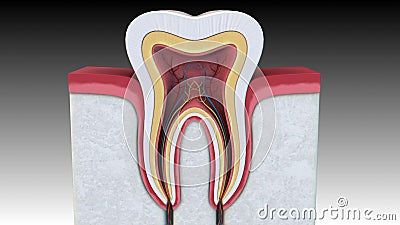 Tooth - rotation zoom out stock footage. Video of crown - 197513706