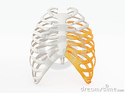 3d Printed Rib Cage Royalty-Free Stock Photo | CartoonDealer.com #69786981