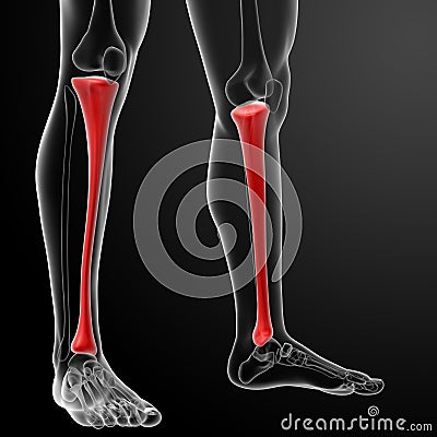 3d Render Human Tibia Stock Photo | CartoonDealer.com #38826558
