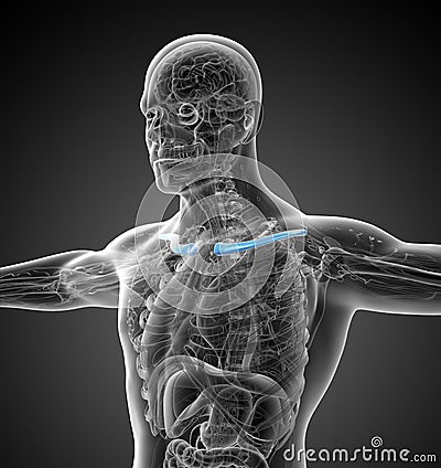 3d Render Medical Illustration Of The Clavicle Bone Royalty-Free ...