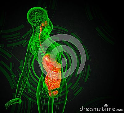 3d Render Medical Illustration Of The Human Digestive System Stock ...