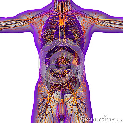 3d Render Medical Illustration Of The Human Lymphatic System Royalty ...