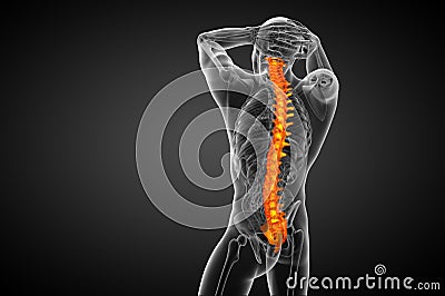 3d Render Medical Illustration Of The Human Spine Royalty-Free Cartoon ...