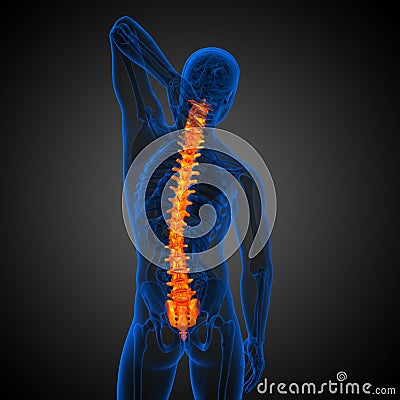 3d Render Medical Illustration Of The Human Spine Royalty-Free Cartoon ...