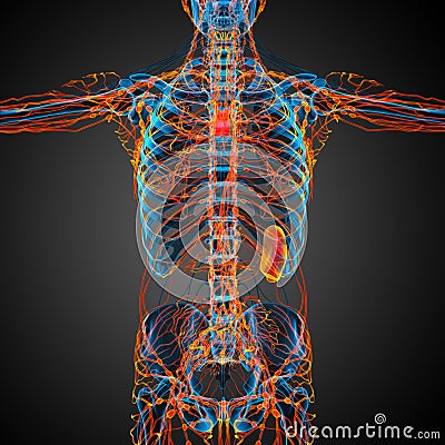 3d Render Medical Illustration Of The Lymphatic System Royalty-Free ...