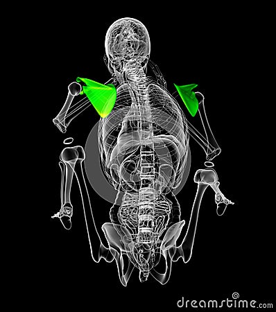 3d Render Medical Illustration Of The Scapula Bone | CartoonDealer.com ...